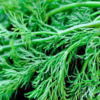 Maurin Quina, cocktails with Maurin Quina